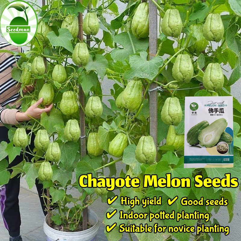 25 Pcs Organic Chayote Melon Seeds Sayote Seeds Sechium Edule Vegetable ...