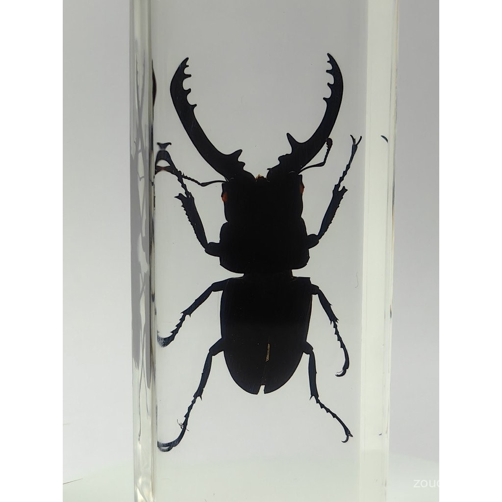 Real Insect Specimens for Kindergarten Animals Amber Resin Ornaments ...