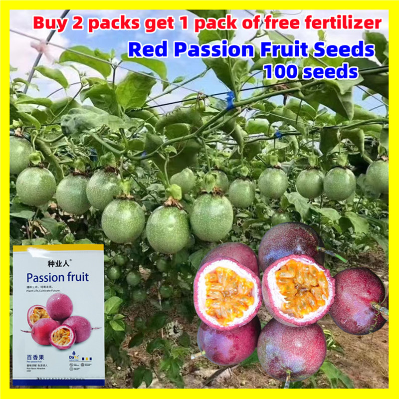 100 Seeds Red Passion Fruit Seeds for Planting Sweet Climbing Plants ...