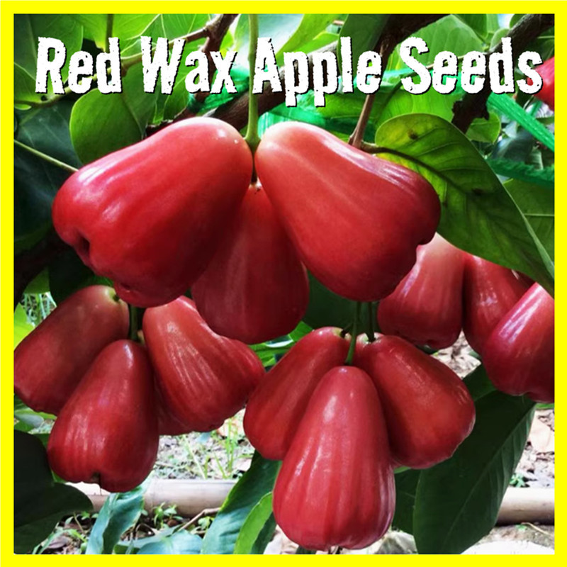 100pcs/pack Red Wax Apple Seeds for Planting High Yield Makopa Wax ...