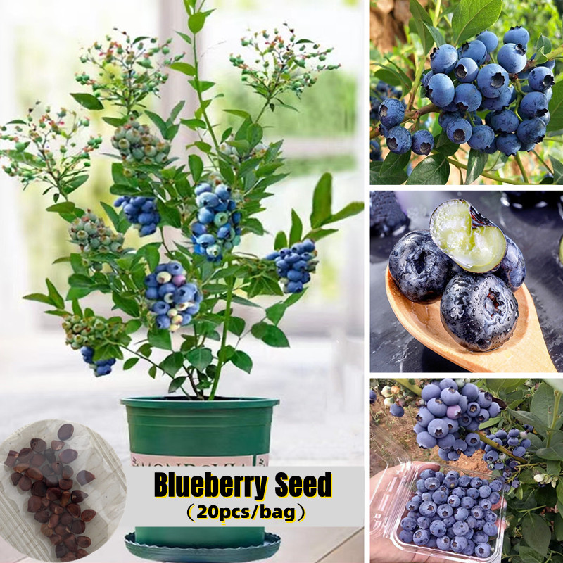 20pcs Blueberry Seeds for Planting Fruits Seeds Dwarf Blueberry Fruit ...