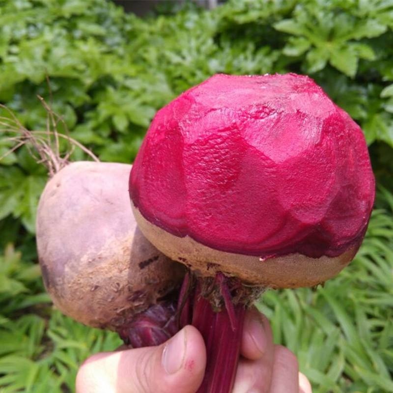 20pcs/pack High Yield Red Beet Beetroot Seeds for Planting Vegetable ...
