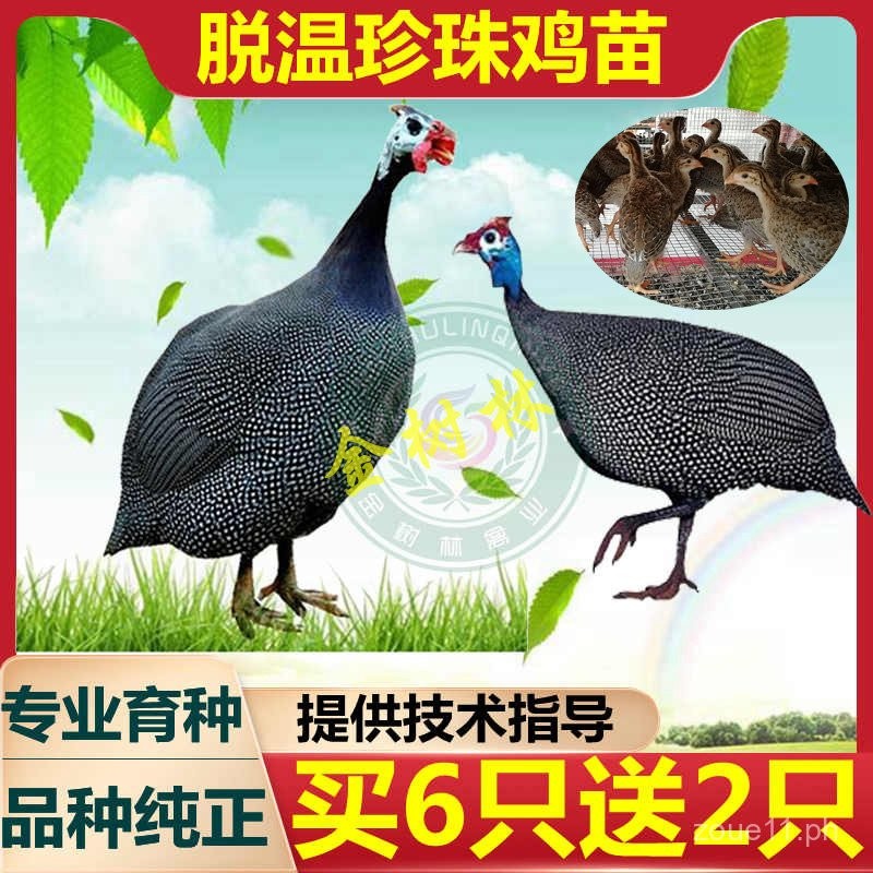 Broiler Half-Blood Pearl Chicken Broilers Free-Range Young Pearl Cotton ...