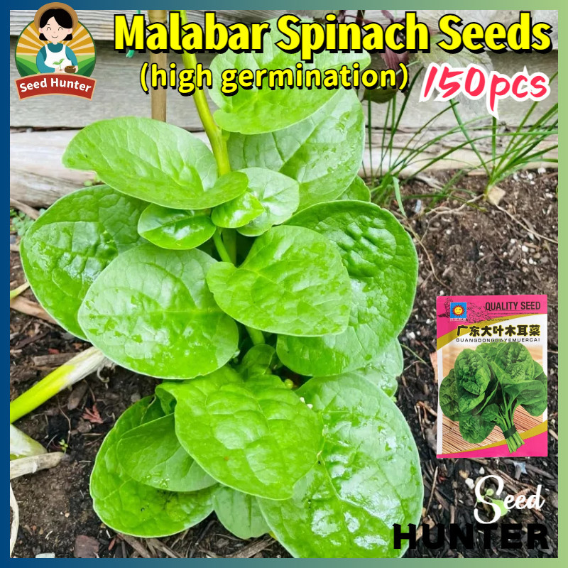 Giant Malabar Spinach Seeds (150 Seed) Green Alugbati Gynura Cusimbua ...