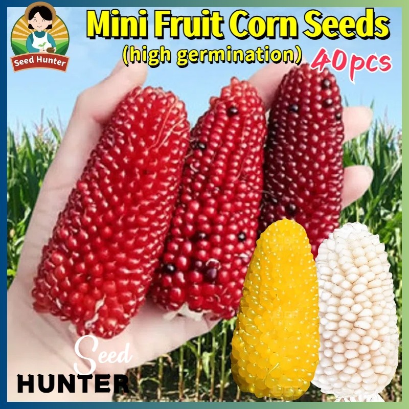 Mini Friut Corn Seeds Non-GMO Sweet Waxy Corn Seeds (Strawberry Corn ...