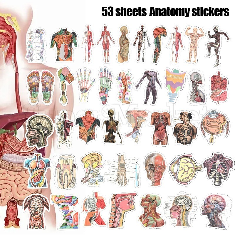 53 Pcs Human Organ Anatomy Stickers - Medical Student Note Decor Paster ...