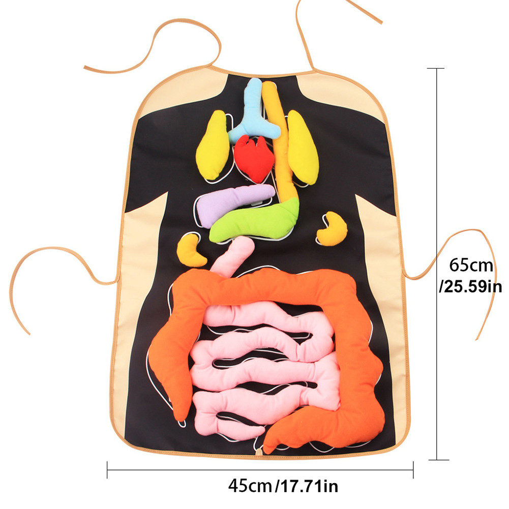 Interactive 3D Human Body Part Apron Educational Anatomy Model for Kids ...