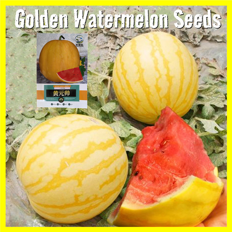 20pcs/pack Sweet Golden Watermelon Seeds for Planting High Yield Yellow ...