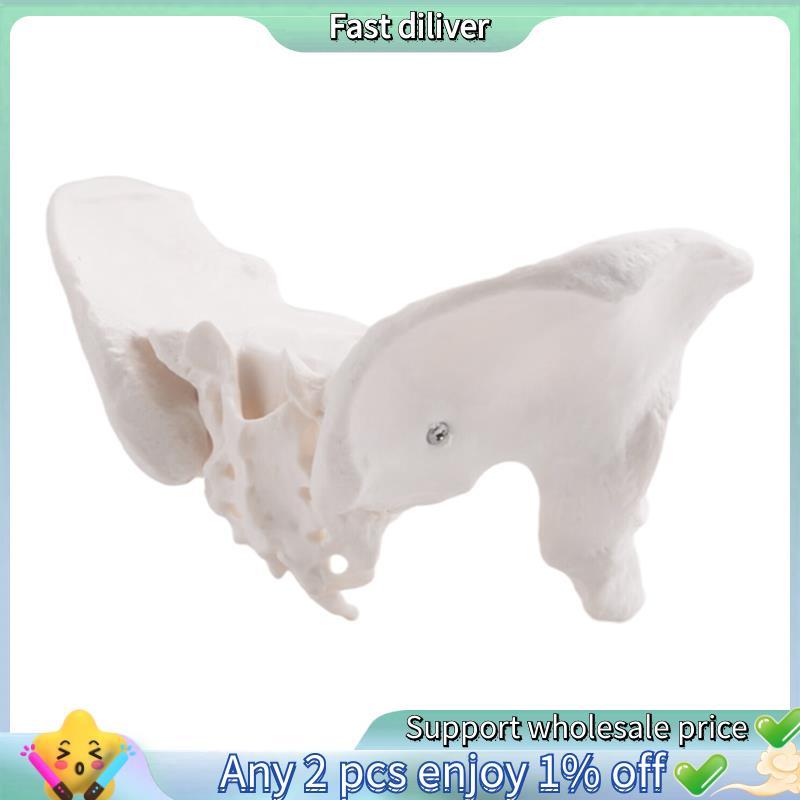In stcok-Life Size Female Pelvis Model, Hip Model - Female Anatomy ...