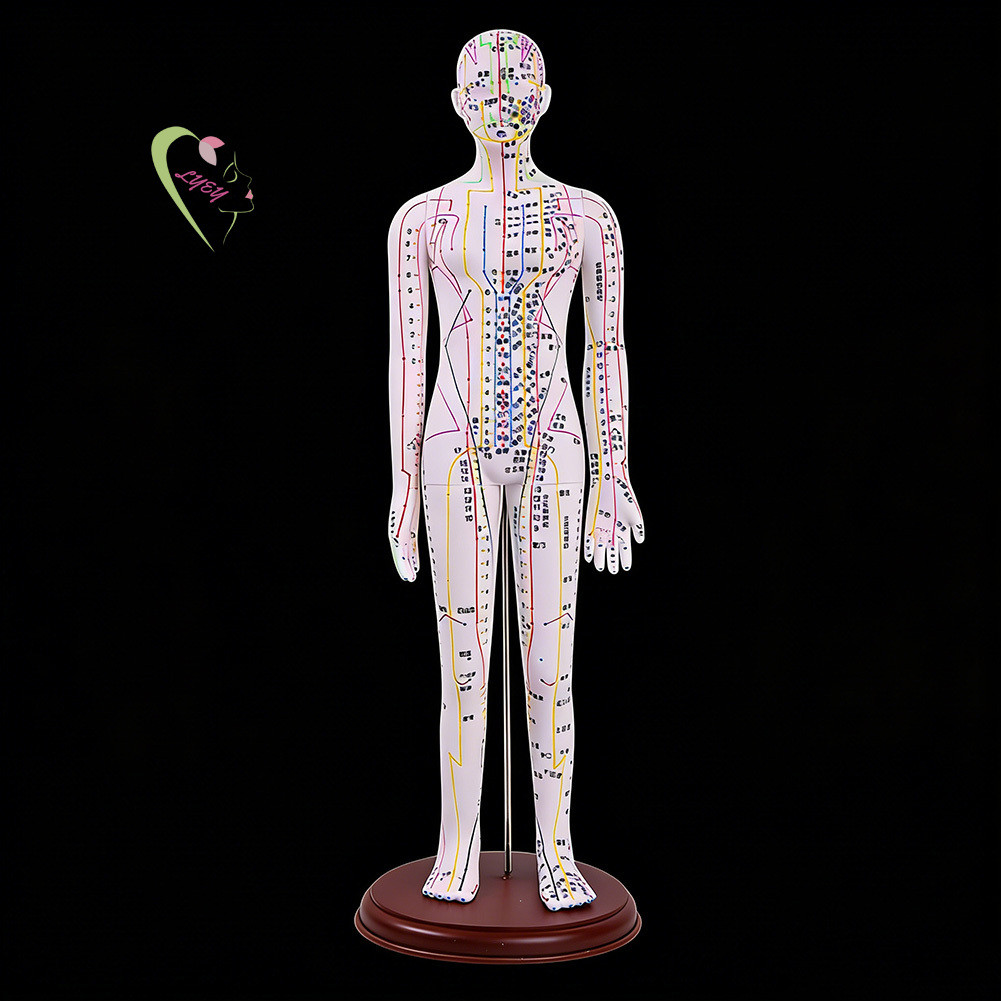 Medical-Grade Meridians Points Model Portable Meridians Point Practice ...