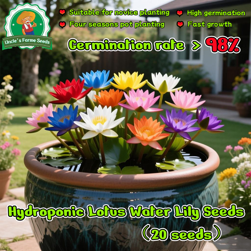 100% Original Lotus Water Lily Seeds (Mixed 20 Seeds) Garden Decor ...
