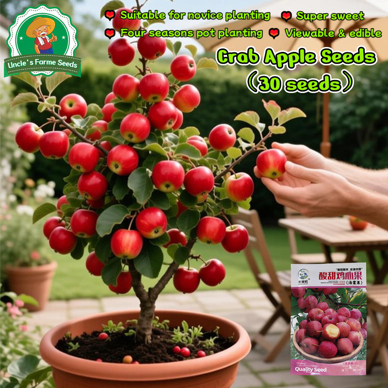 30seeds High Yield Crab Apple Seeds for Planting Apple Tree Seeds Mini ...
