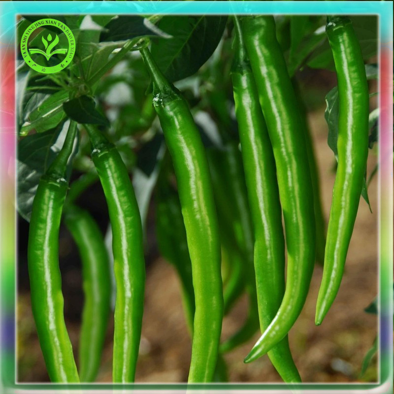 【Carefully selected】(100Seeds/Pack)SILI PANIGANG/Siling Haba/Bicol ...