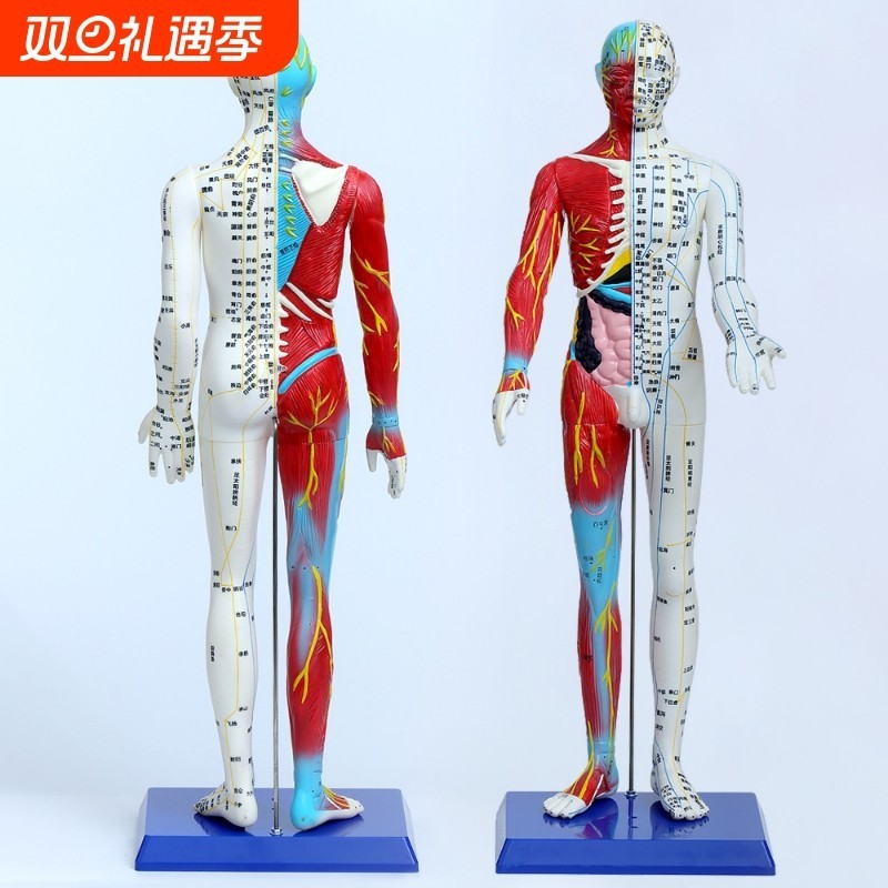 Human Body Model Half Skin Half Muscle Human Structure Model Clear and ...