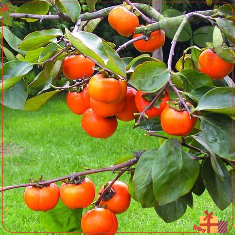 Superior Breeds 20 pcs Easy-growing Persimmon Seeds Non Transgenic ...