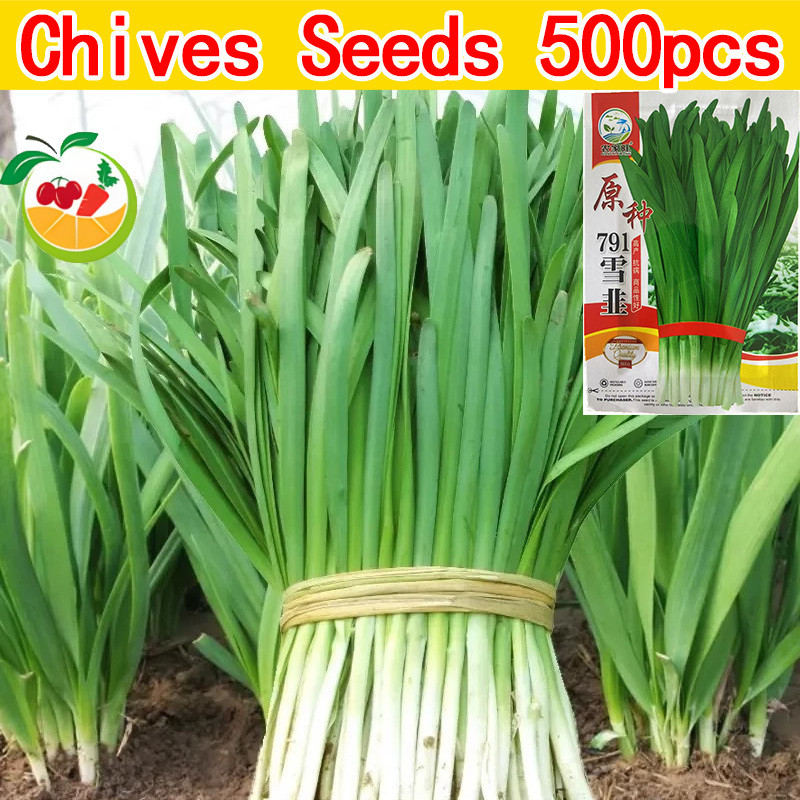 Chives Seeds 500 Pcs - High Germination Fast-Growing Culinary Herb for ...