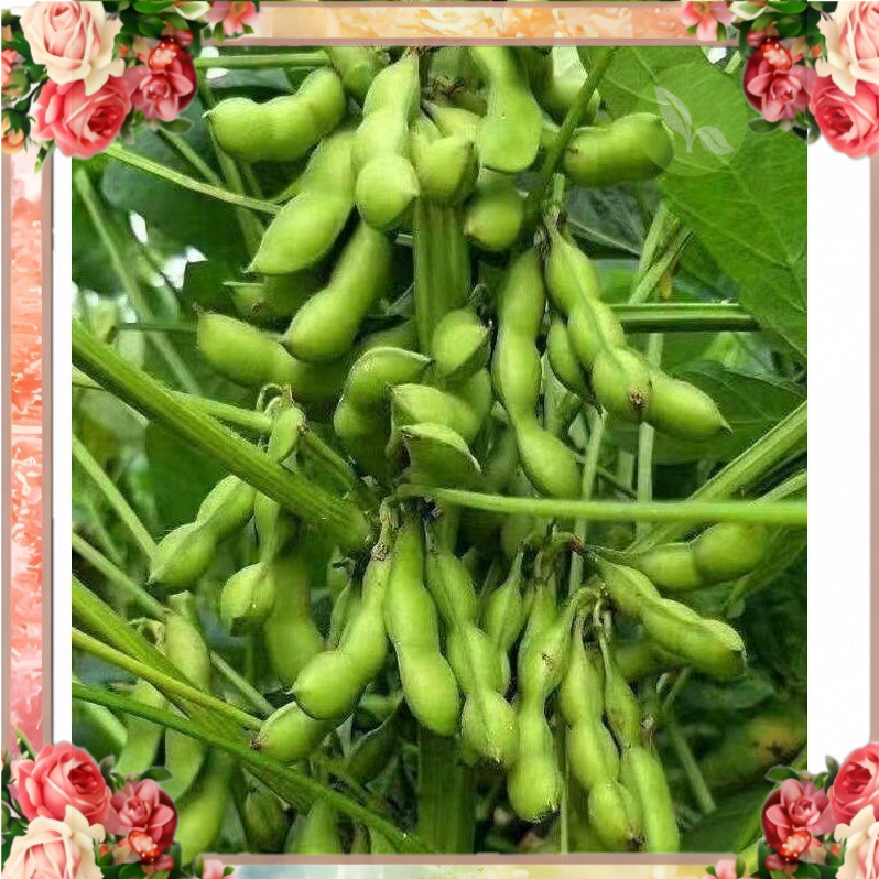 Shop edamame for Sale on Shopee Philippines