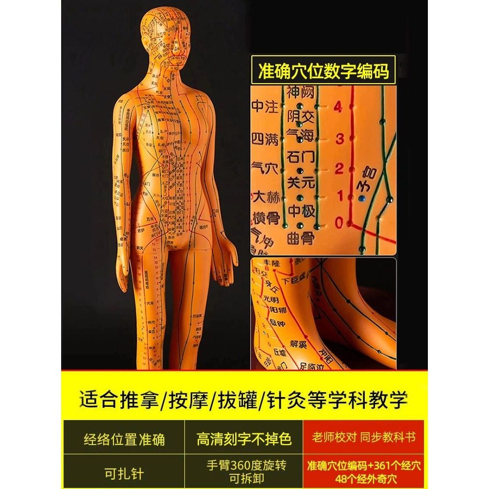 Acupuncture Point Human Body Model Large Realistic Twelve Human Shapes ...