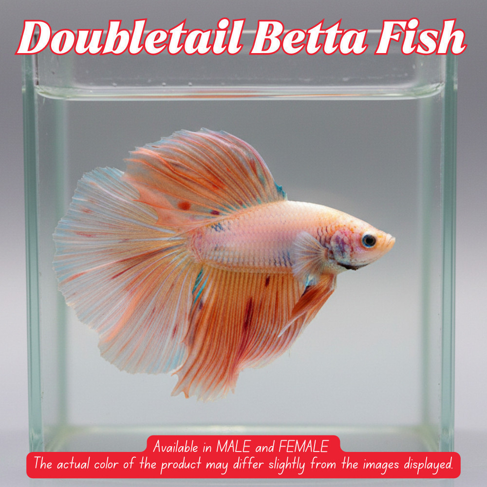 Shop betta fish for Sale on Shopee Philippines