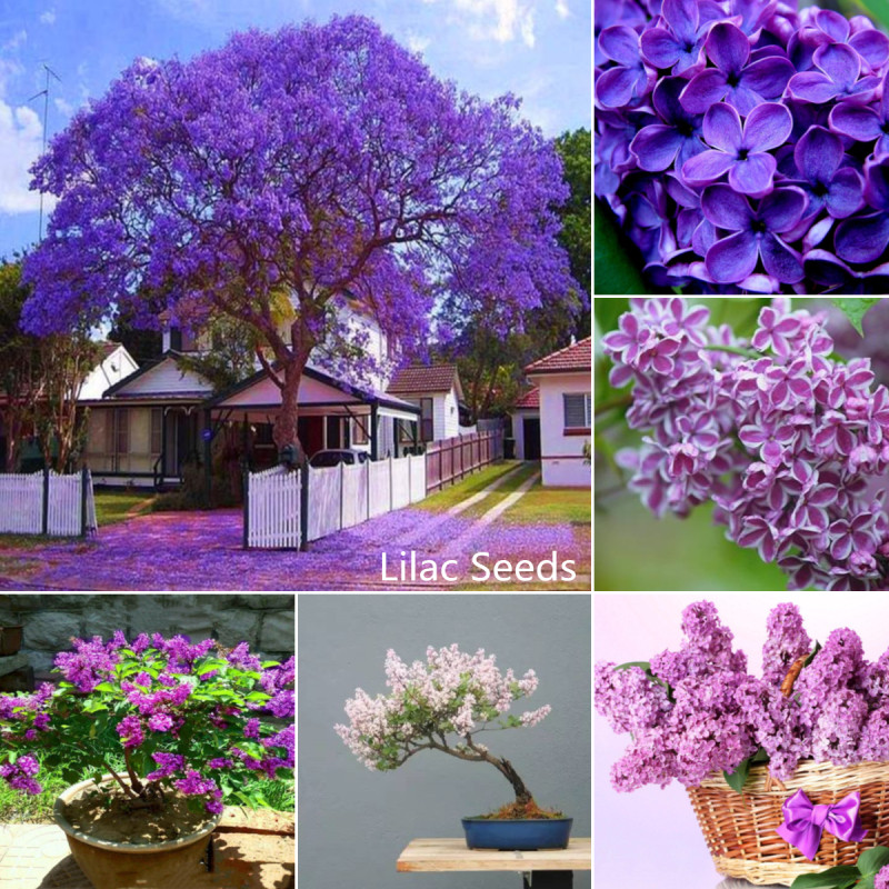 50Pcs Rare Lilac Seeds Japanese Lilac Flower Seeds Bonsai Tree Seeds ...