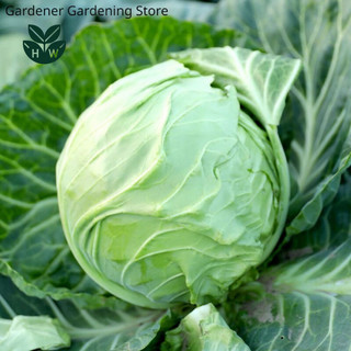 REPOLYO/CABBAGE SEEDS (200 seeds) HYBRID/EASY TO GROW | Shopee Philippines