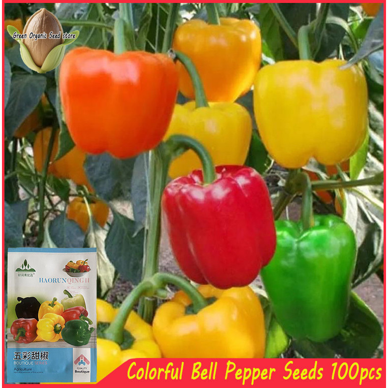 ( 100 seeds/pack ) Hybrid Colorful Rainbow Bell Pepper Vegetable Seeds ...