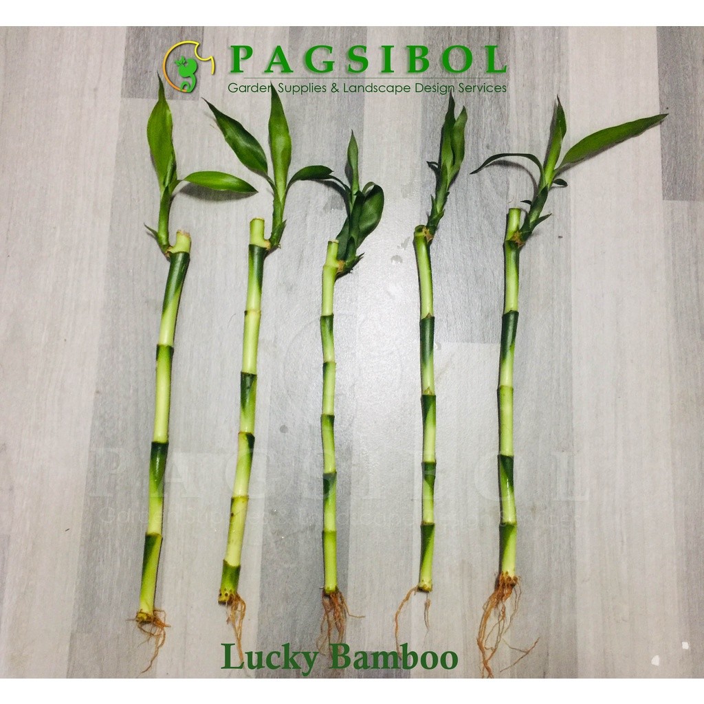Lucky Bamboo Stalks (Sold per Stalk & Bundle) - For giveaways or own ...