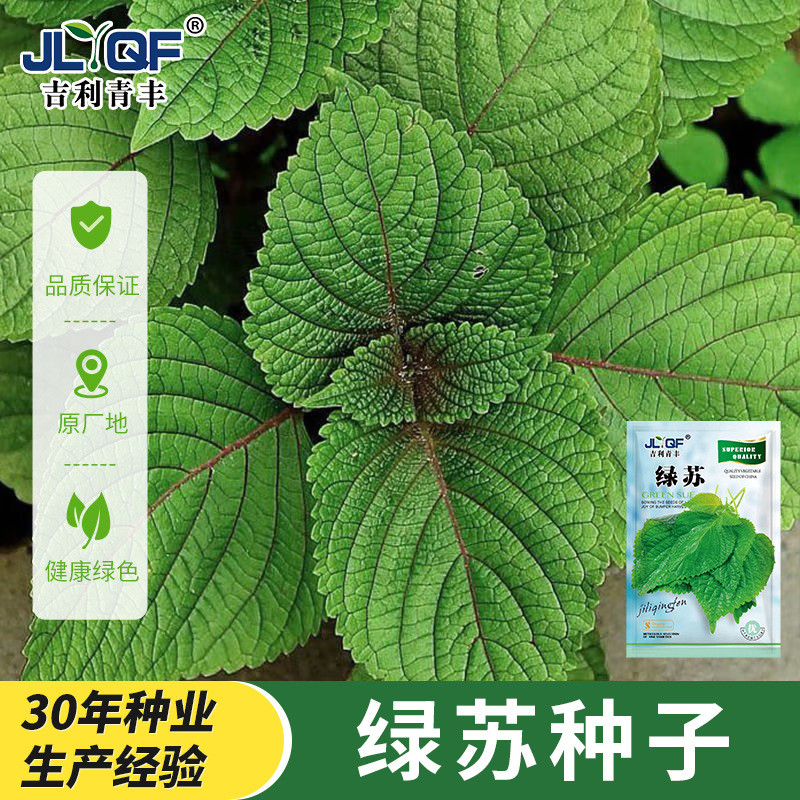 Shop perilla leaves for Sale on Shopee Philippines