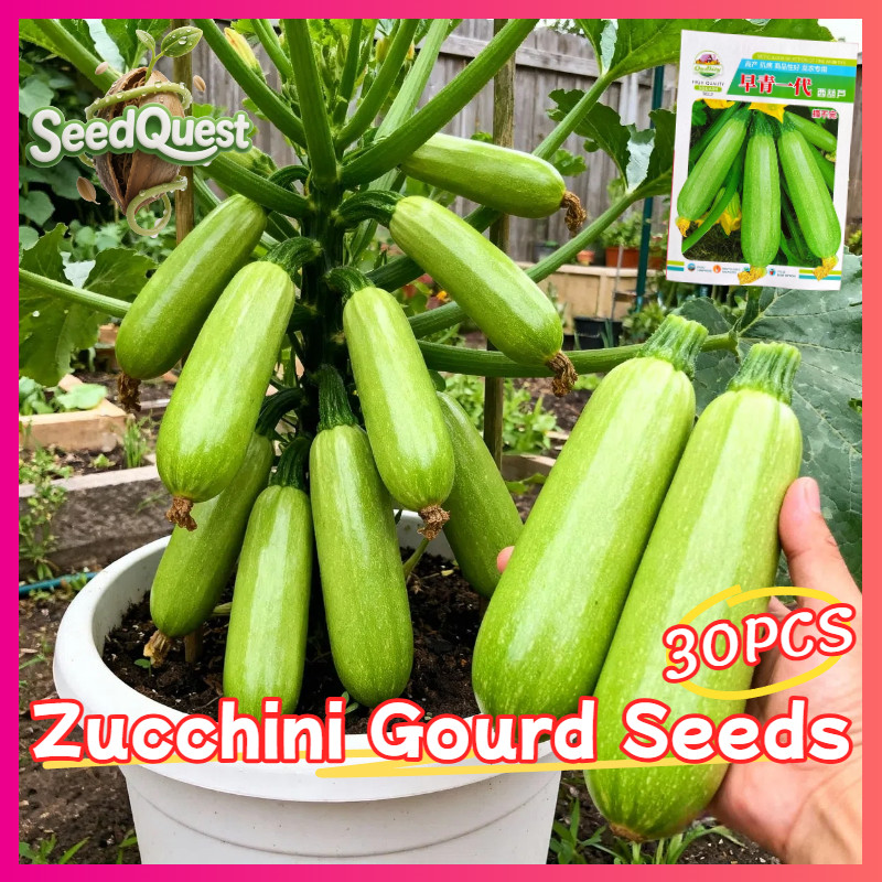 30pcs Zucchini Seeds for Planting Vegetables Plants Summer Squash Seeds ...
