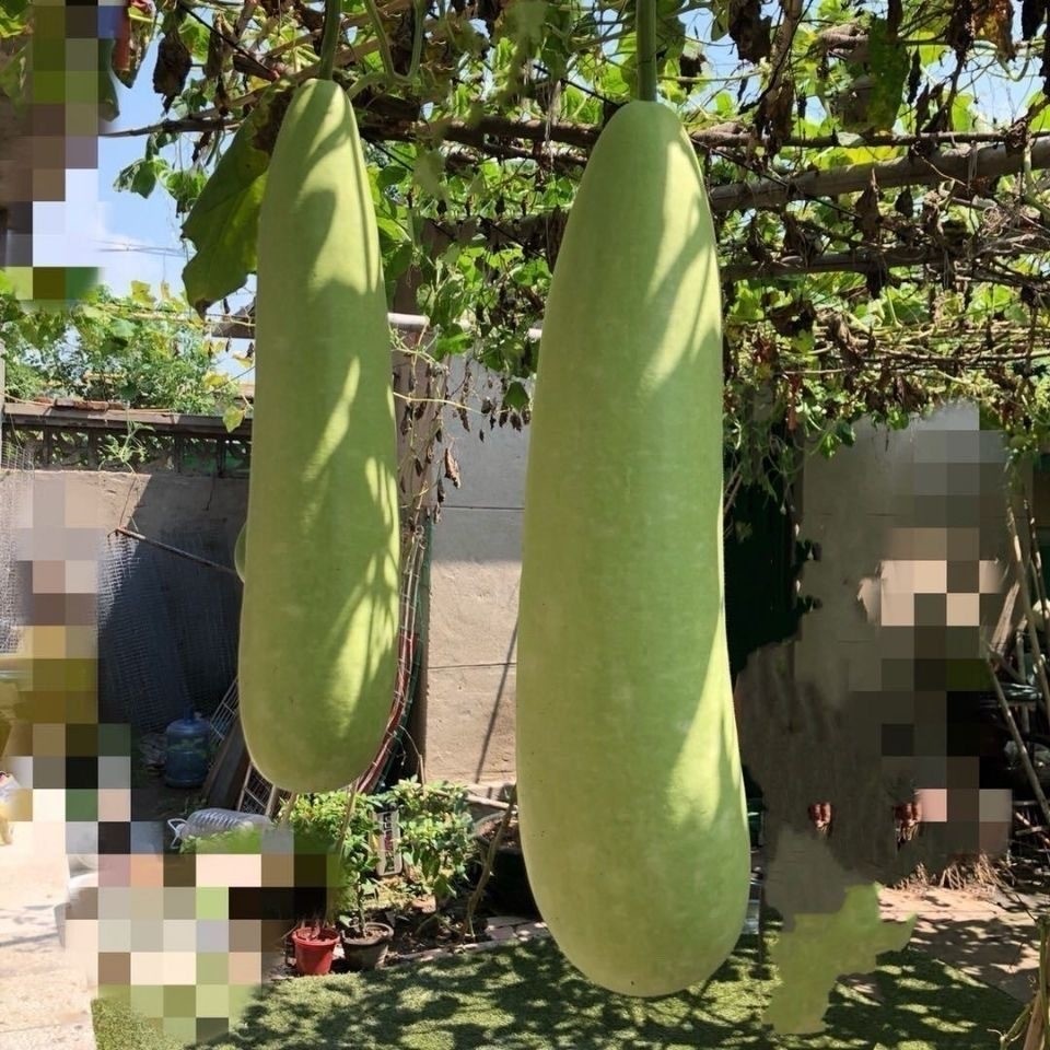 20seeds High Yield Upo Seeds Hybrid Long Bottle Gourd Seeds Giant Long ...