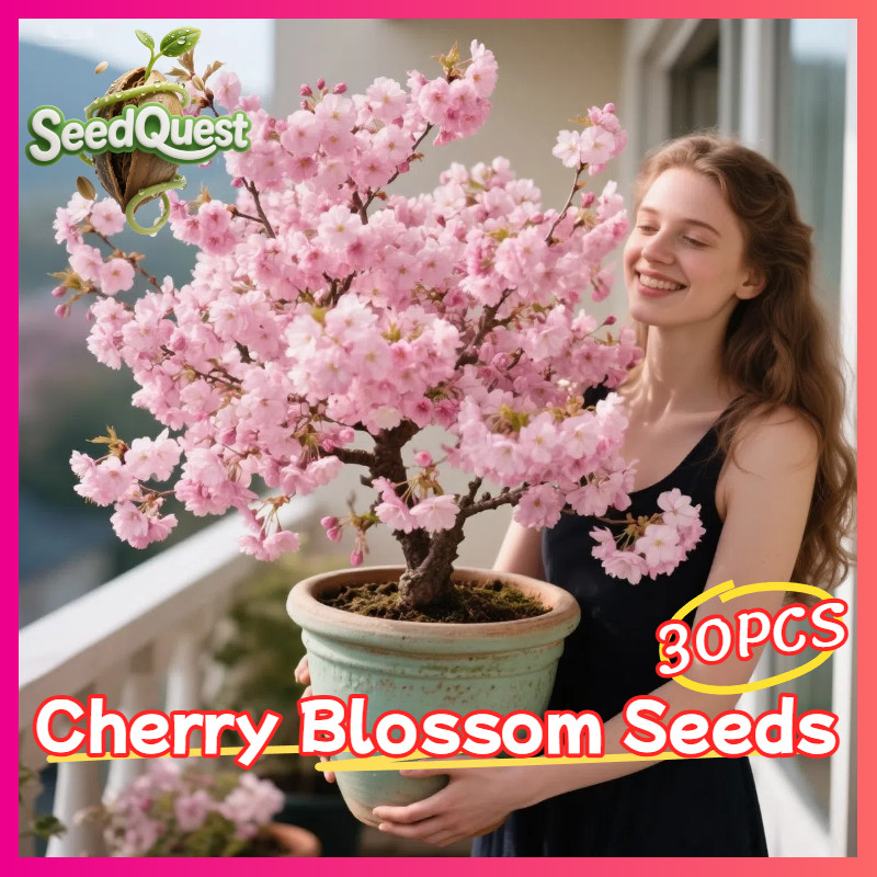 30pcs Sakura Cherry Blossom Flower Seeds Easy To Grow Bonsai Japanese ...
