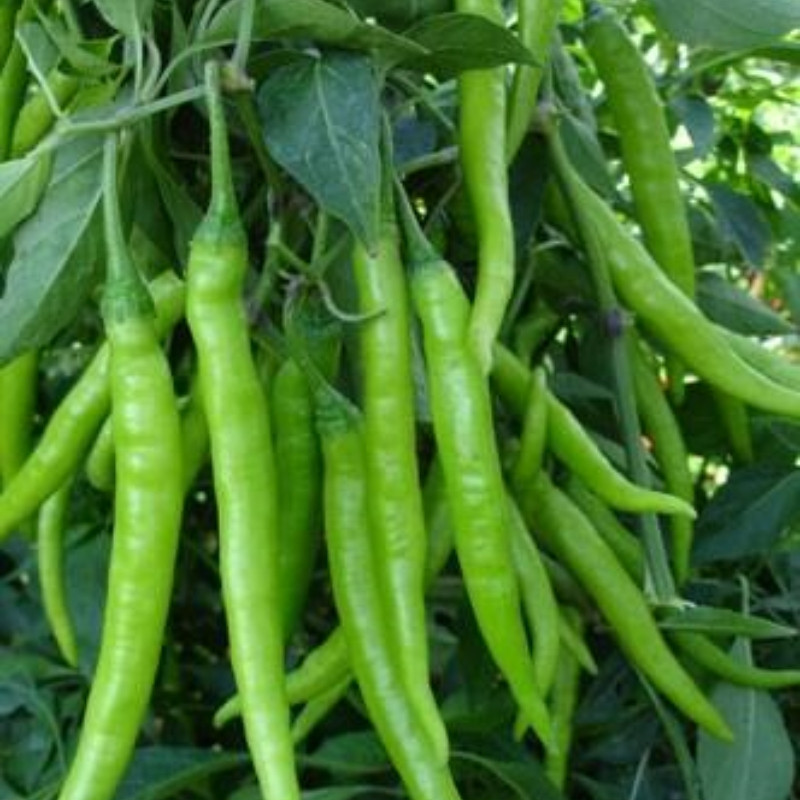 100 Seeds Siling Haba/Hot Pepper Green/ Bicol Express Chili Seeds F1 ...