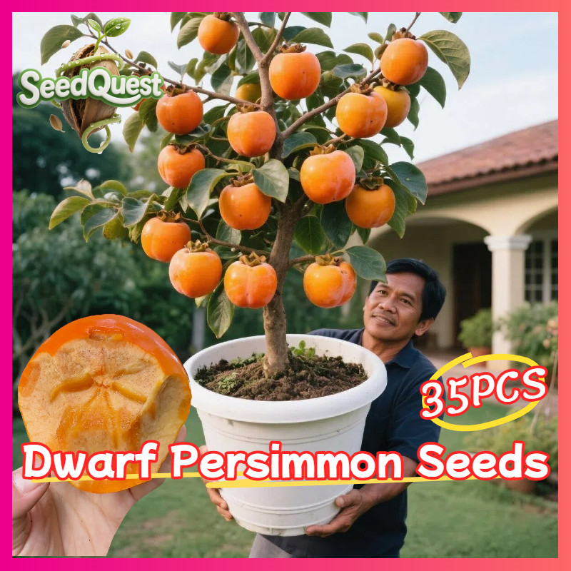 35pcs Sweet Persimmon Seeds Dwarf Persimmon Tree Plant Seeds Bonsai ...