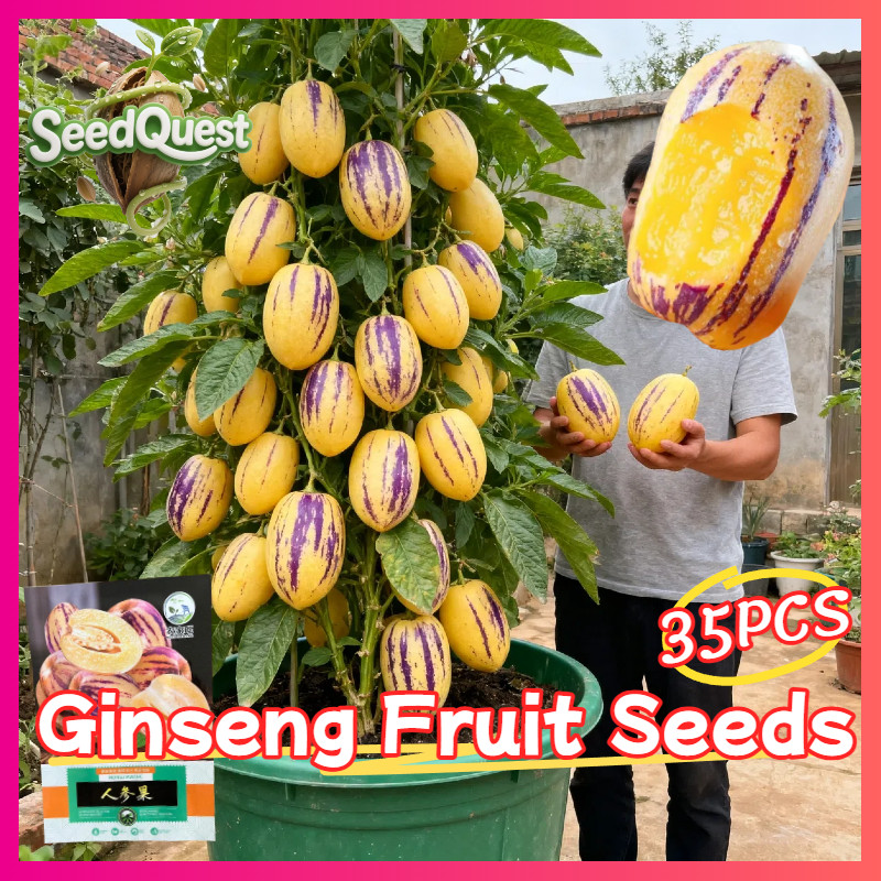 35pcs Sweet Pepino Melon Ginseng Fruit Seeds for Planting Fruit Plants ...