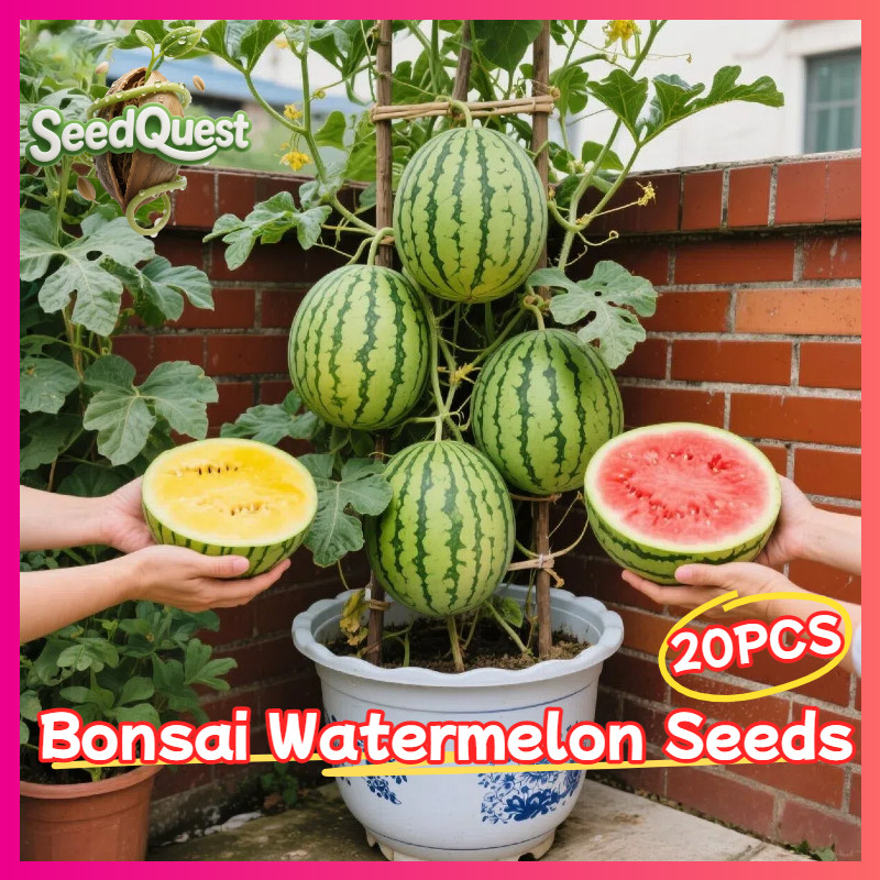 20pcs Mixed Bonsai Sweet Watermelon Seeds for Planting Fruit Plants F1 ...
