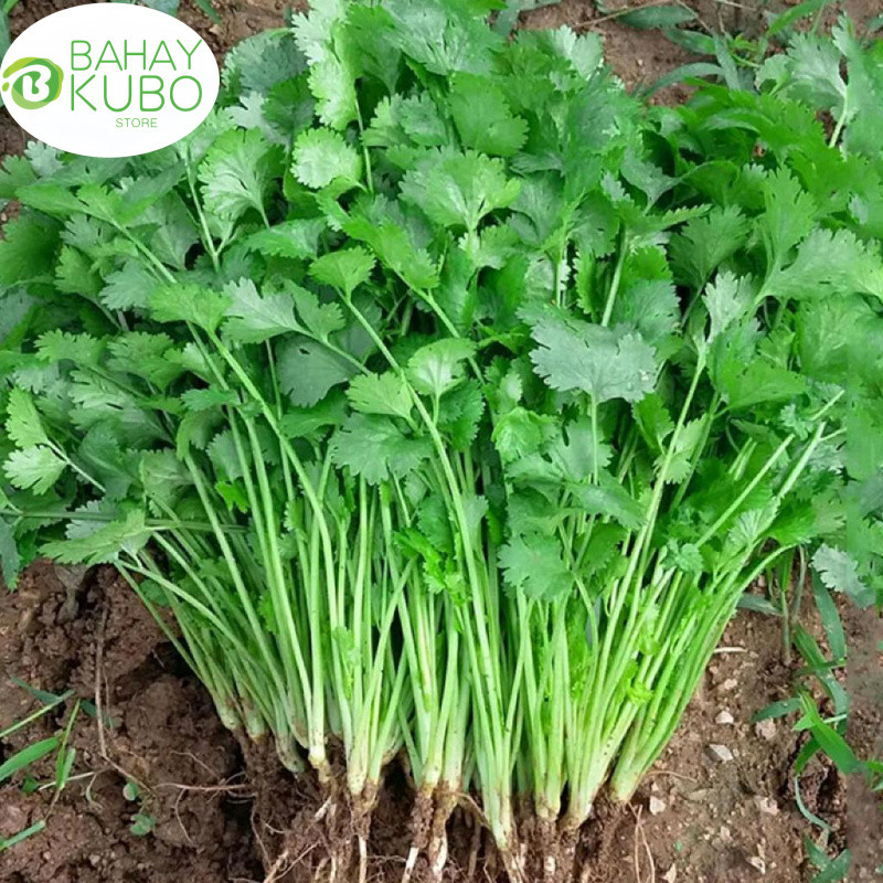Cilantro Seeds ( HERBS ) 100pcs Seeds - 1pack | Shopee Philippines