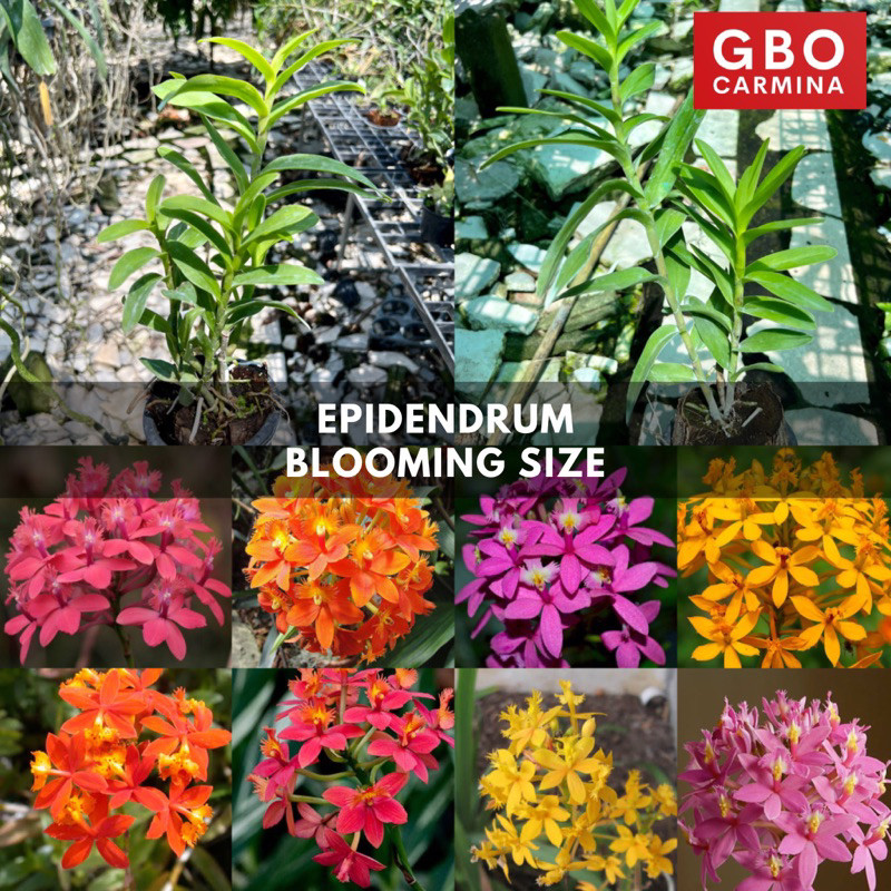 GBO CARMINA: Epidendrum - No Flower (Garden Decor) | Shopee Philippines