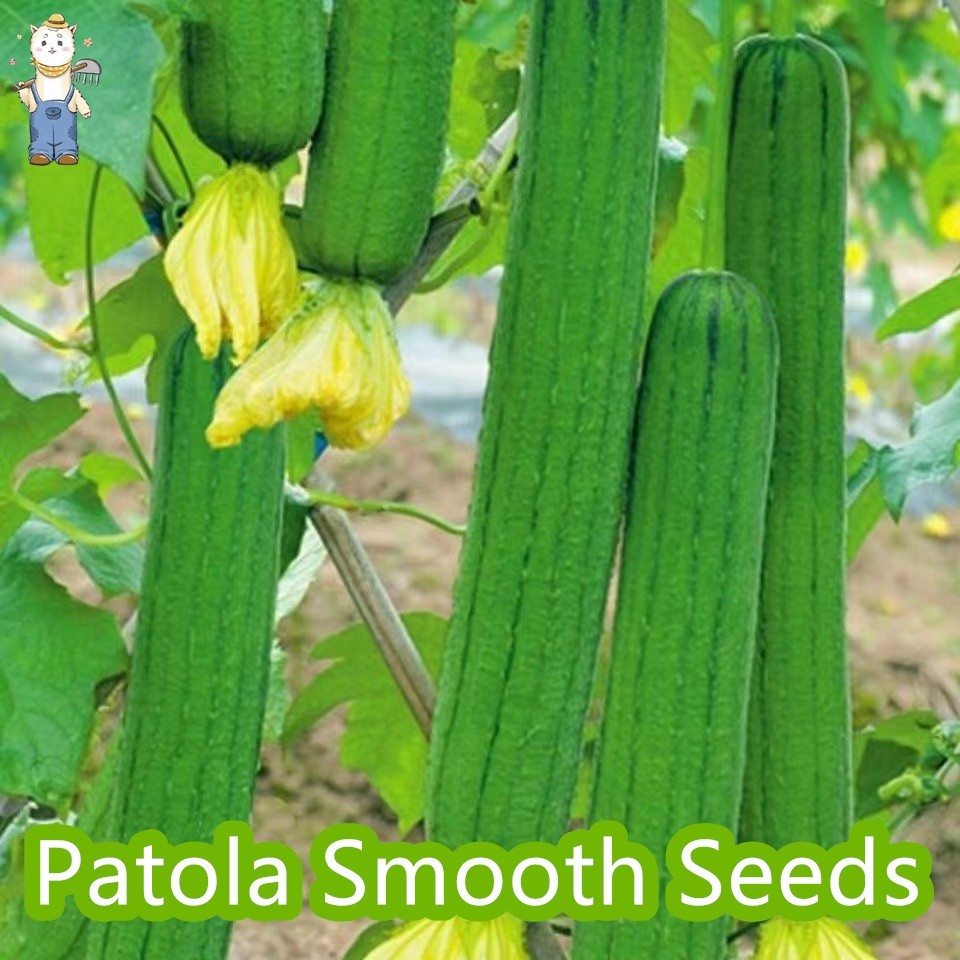 Patola Smooth Seeds - (20seeds/pack) smooth patola seeds / Loofah Gourd ...