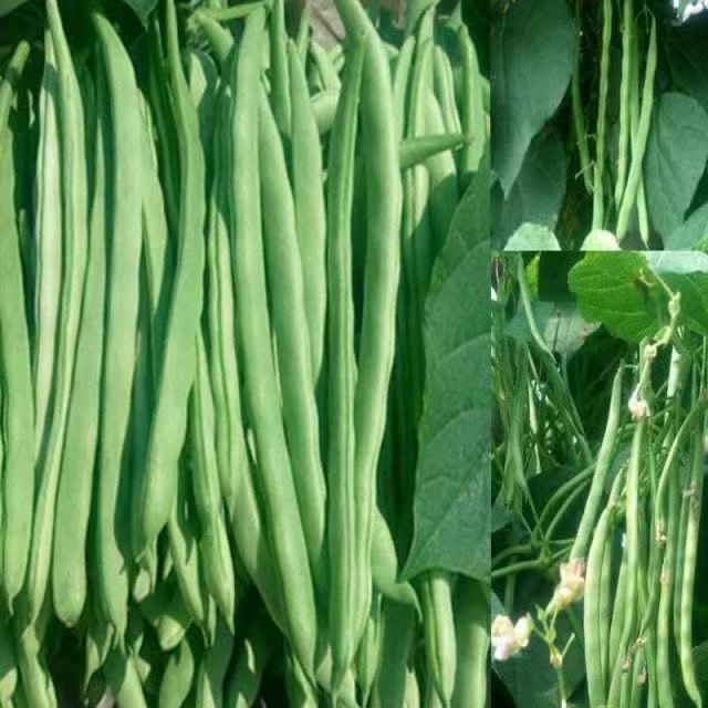 (Fast Growing 20 Seed) High Yield Fresh French Beans Seeds for Planting ...