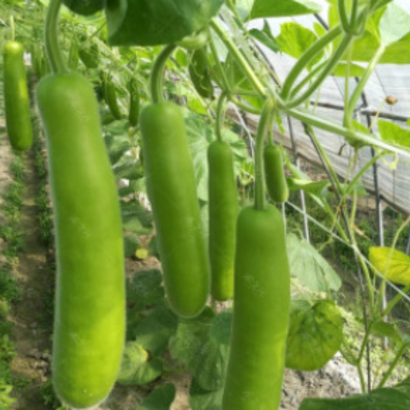 20seeds/pack Upo Tambuli Vegetable Seeds-High quality and High ...