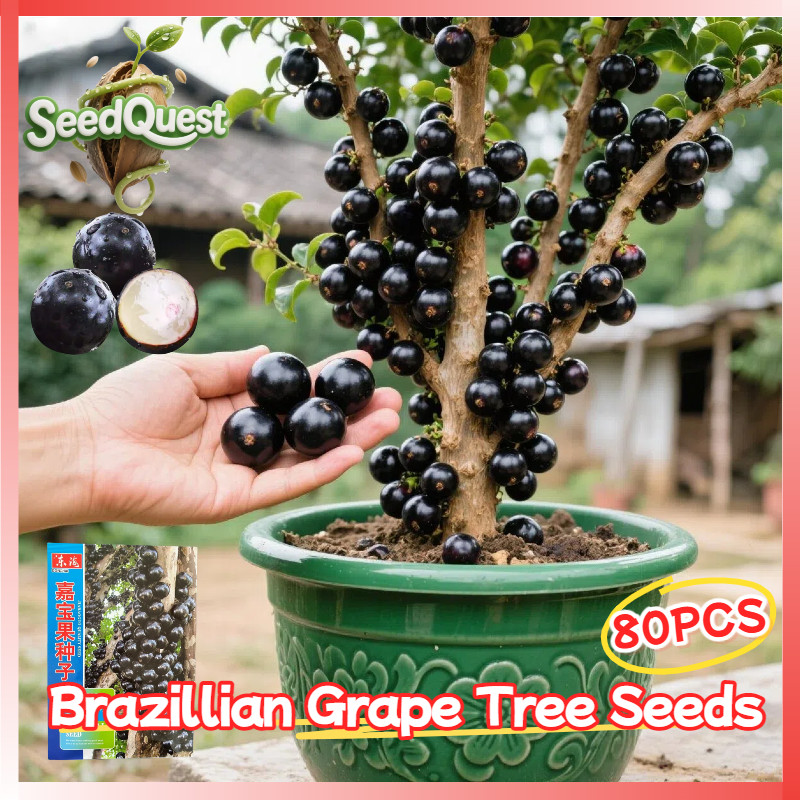 80pcs Jaboticaba Brazillian Grape Tree Seeds Bonsai Brazillian Grape ...