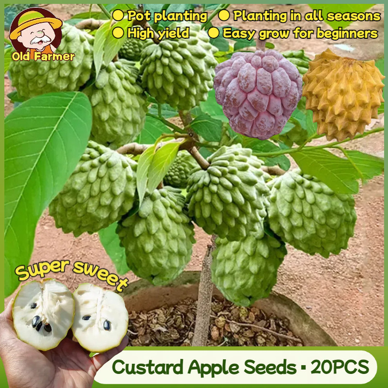 Custard Apple Seeds(20pcs/bag) Annona squamosa Sugar Apple Seeds Taiwan ...