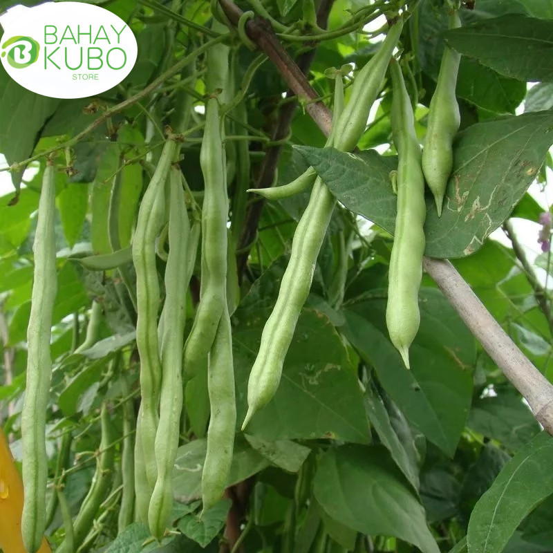 Baguio Beans seeds F1 Hybrid Seeds for Planting (20 Seed/pack) - French ...