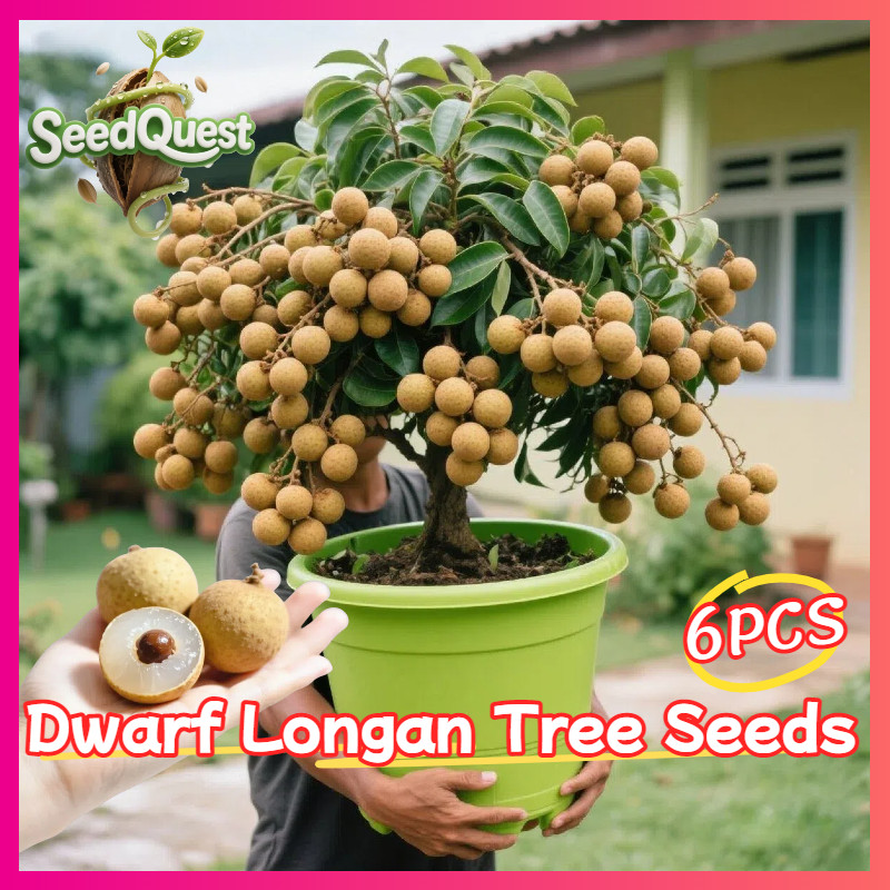 6pcs/pack Bonsai Longan Tree Seeds Dwarf Longan Fruit Seeds Real Longan ...