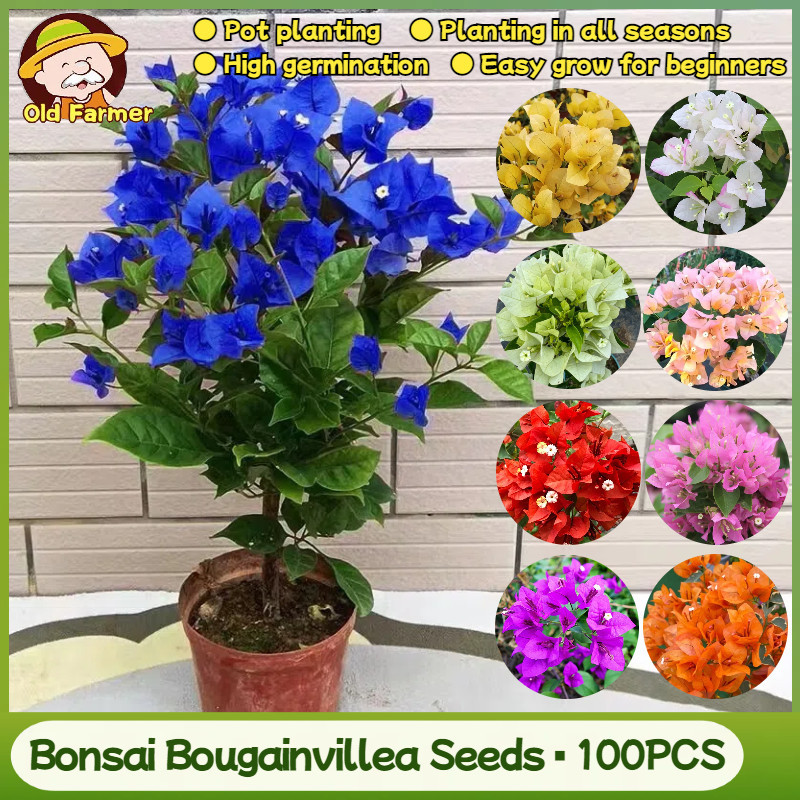 Bougainvillea Seeds Mixed Flowering Seeds 100 Pcs Bag Dwarf