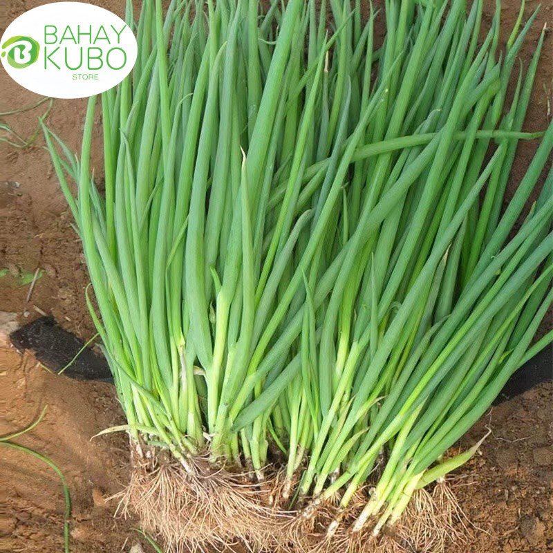 Dahon Ng Sibuyas Seeds （500seeds/Pack） Vegetable Plants Green Living ...