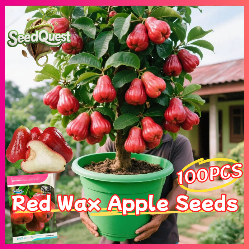 100pcs Fresh Red Wax Apple Seeds for Planting Fruit Plants Bonsai ...