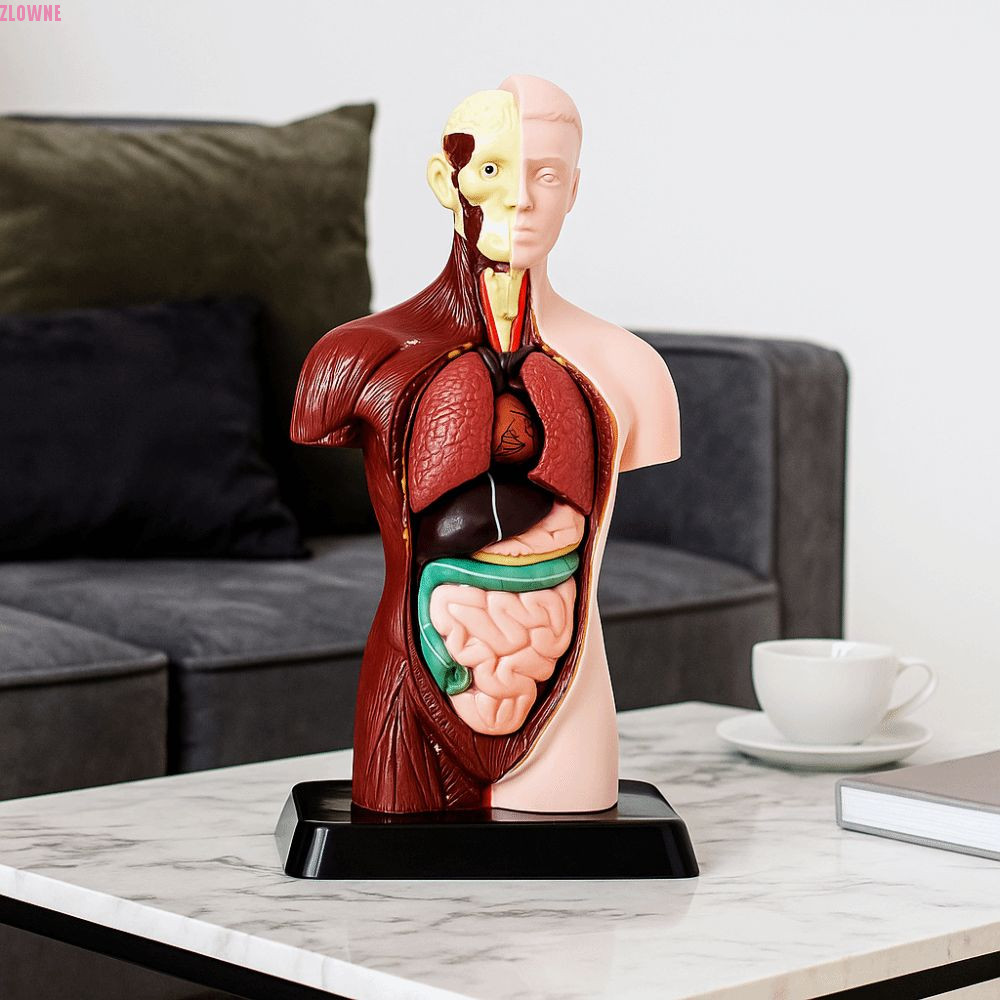 ZLOWNE Human Torso Anatomy Model, Plastics DIY Mannequin Human Body ...