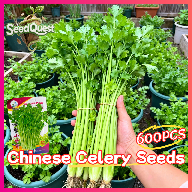 Shop kinchay for Sale on Shopee Philippines