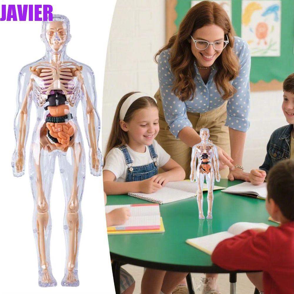 JAVIER 3d Human Torso Model, Plastics Transparent Science Cognitive ...